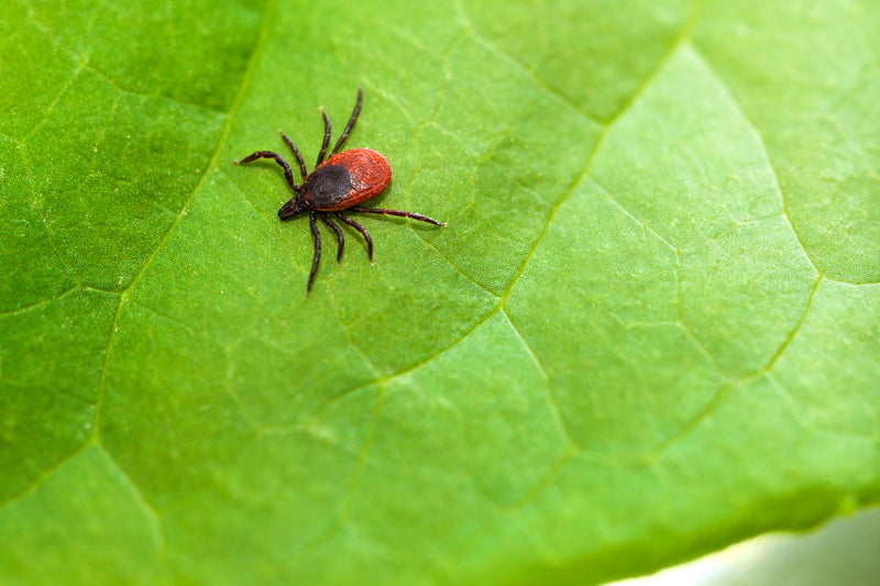 QUICK HEALTH TIPS: Lyme Disease – Milagro de la Selva USA LLC